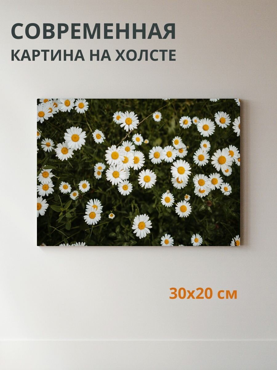 Картина на холсте Ромашки на лугу 30x20 см