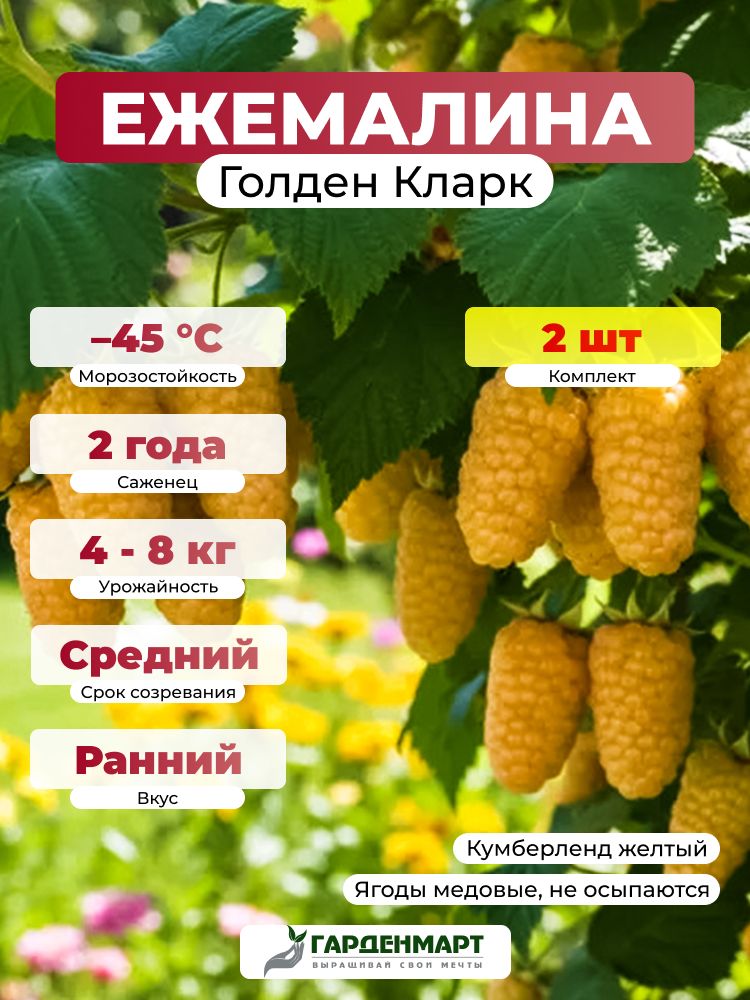 Саженец Ежемалина Голден Кларк (Кумберленд желтый), комплект 2 шт.