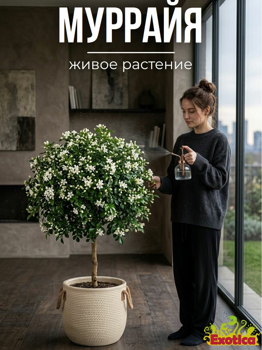 Мурайя (Муррайя) Метельчатая (Murraya Paniculata) D11см, живое растение
