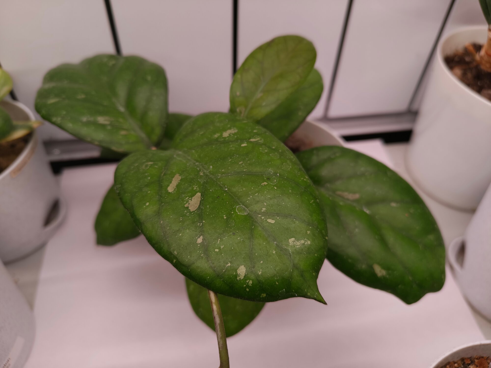 Хойя Форест Нимф. Hoya Forest Nimph. Взрослое растение.