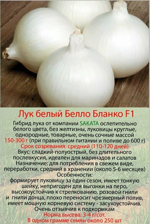 Лук белый Белло Бланко F1, семена 15 грамм, фасовка ( 3750 сем)