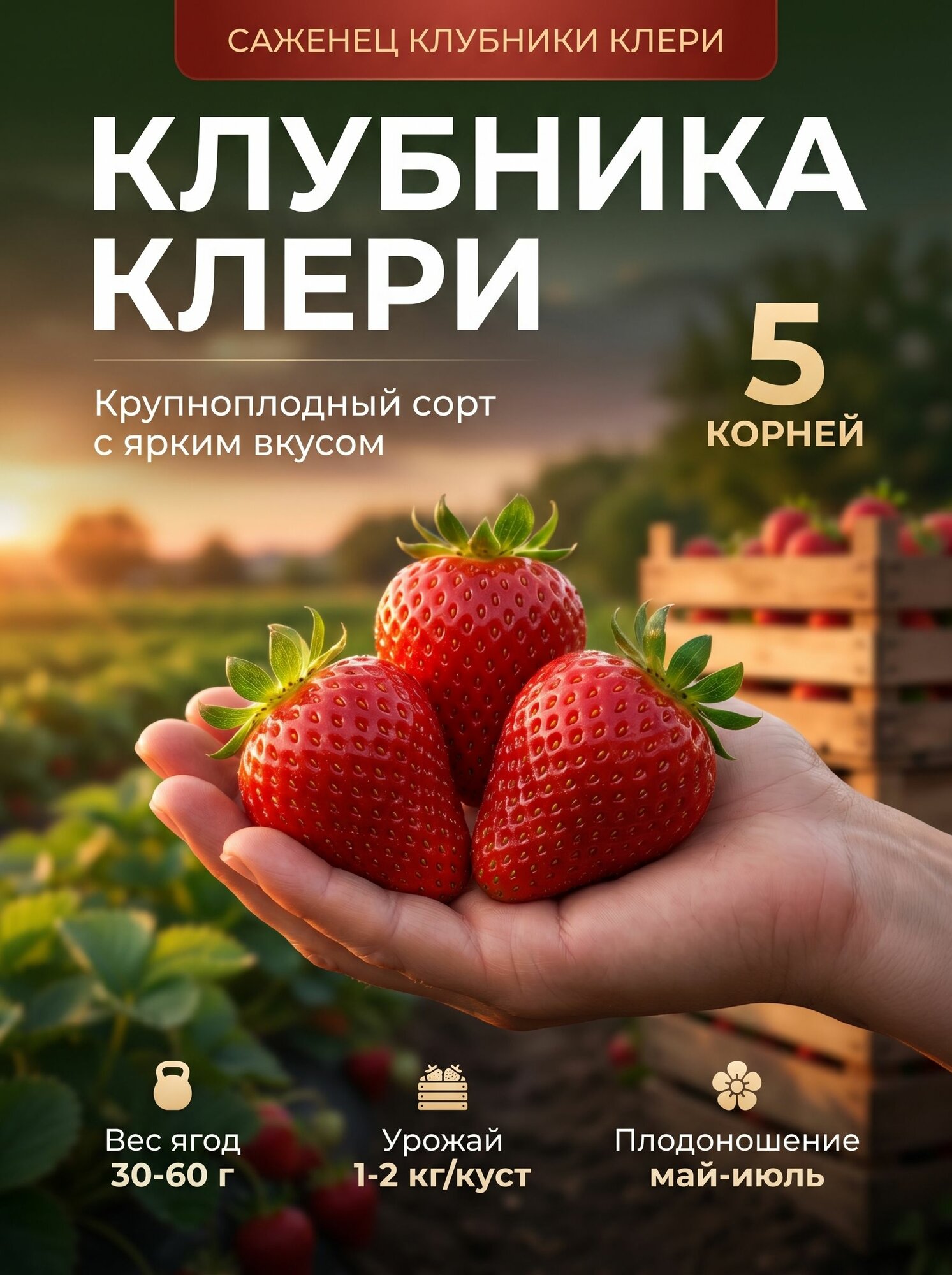 Саженцы клубники клери 5-корней