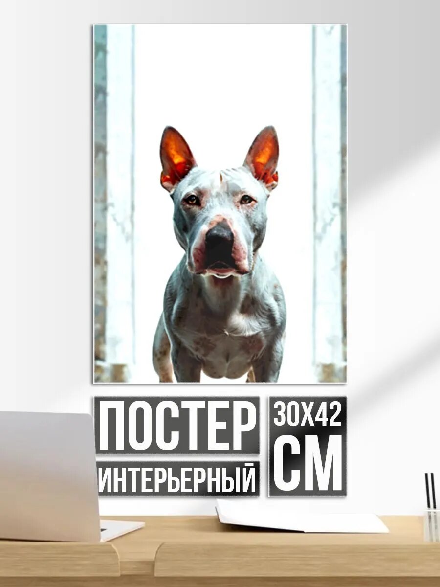 Постер на стену Бультерьер в подъезде