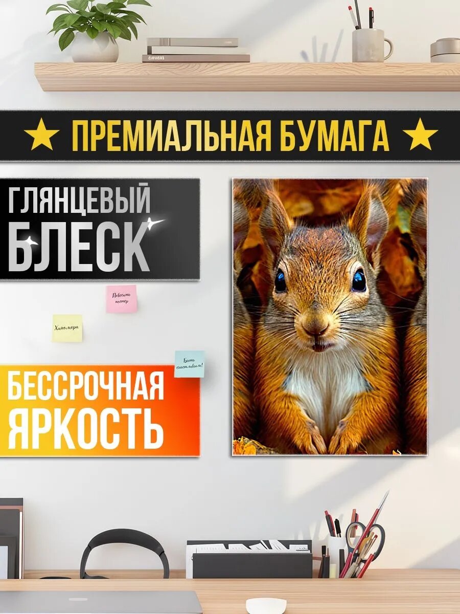 Постер на стену Белки — фото 1
