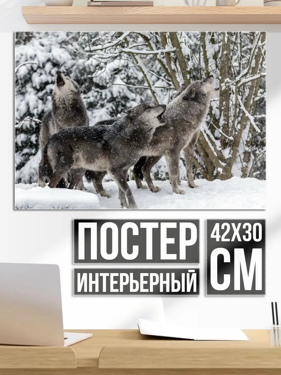Плакат постер Воющая стая волков