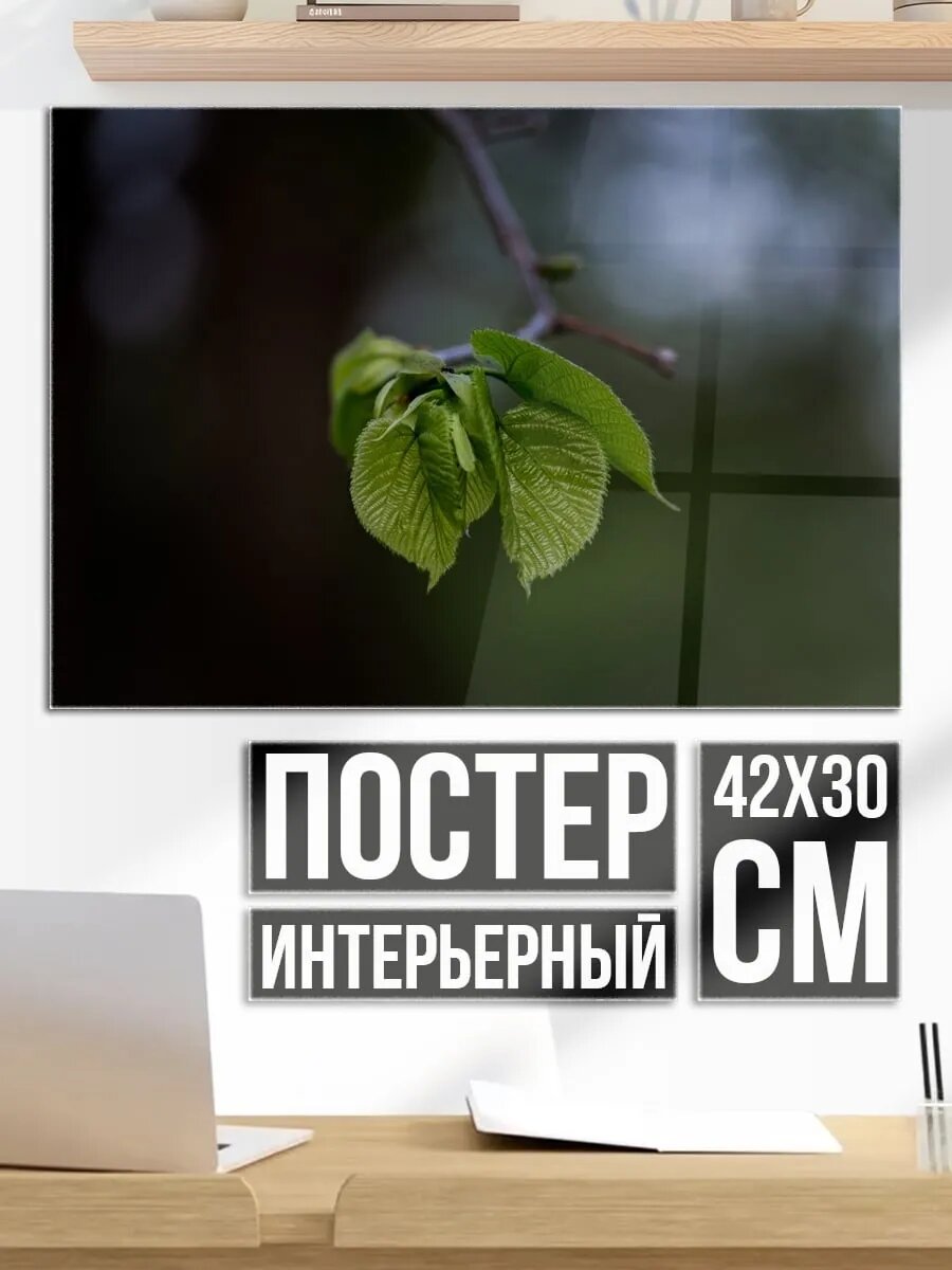Плакат постер Весенние почки