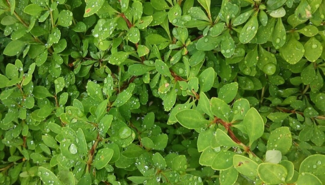 Барбарис тунберга Грин Карпет (Green Carpet), 30-40, С5