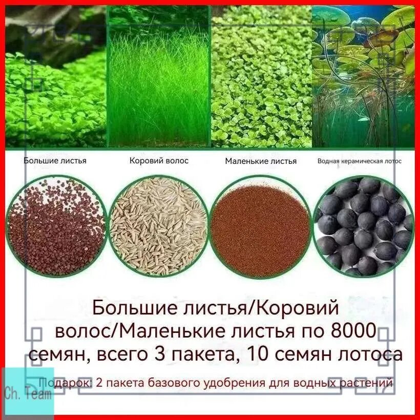 Семена растений для аквариума. Глоссостигмае аквариумное растение живое