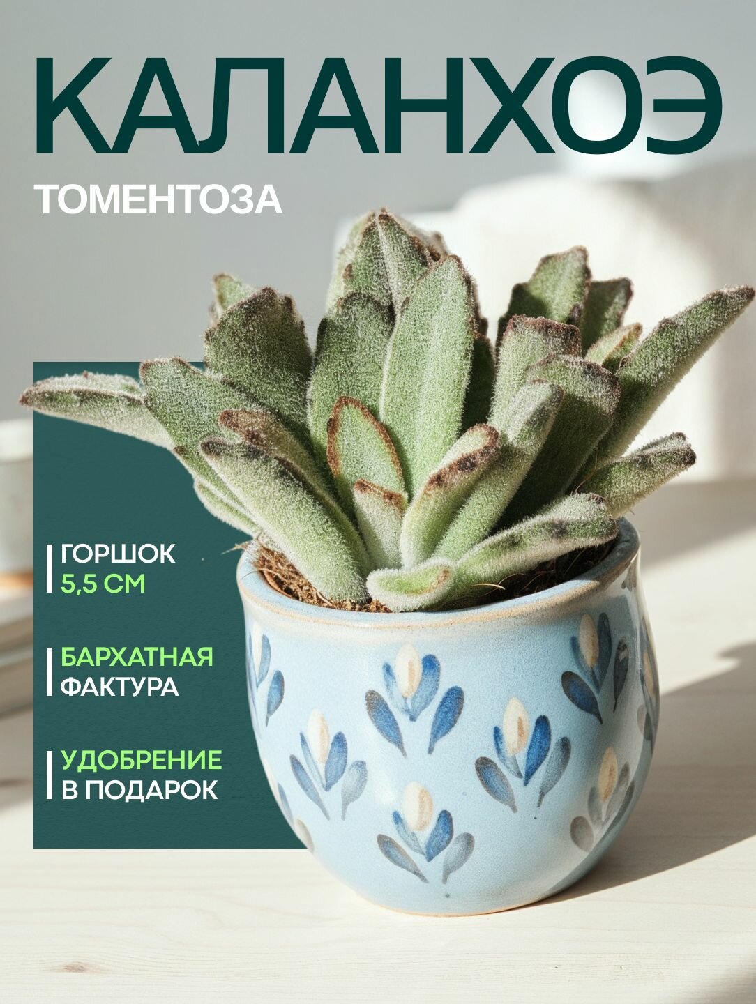 Каланхоэ Томентоза комнатный цветок в горшке живой