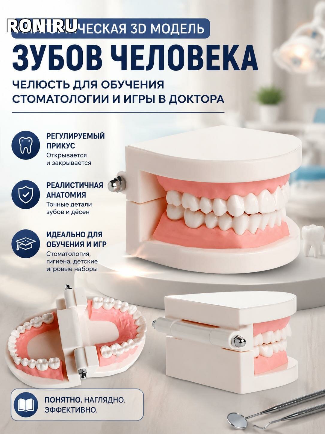 Анатомическая 3D модель зубов человека — челюсть для обучения стоматологии и игры в доктора, регулируемый прикус