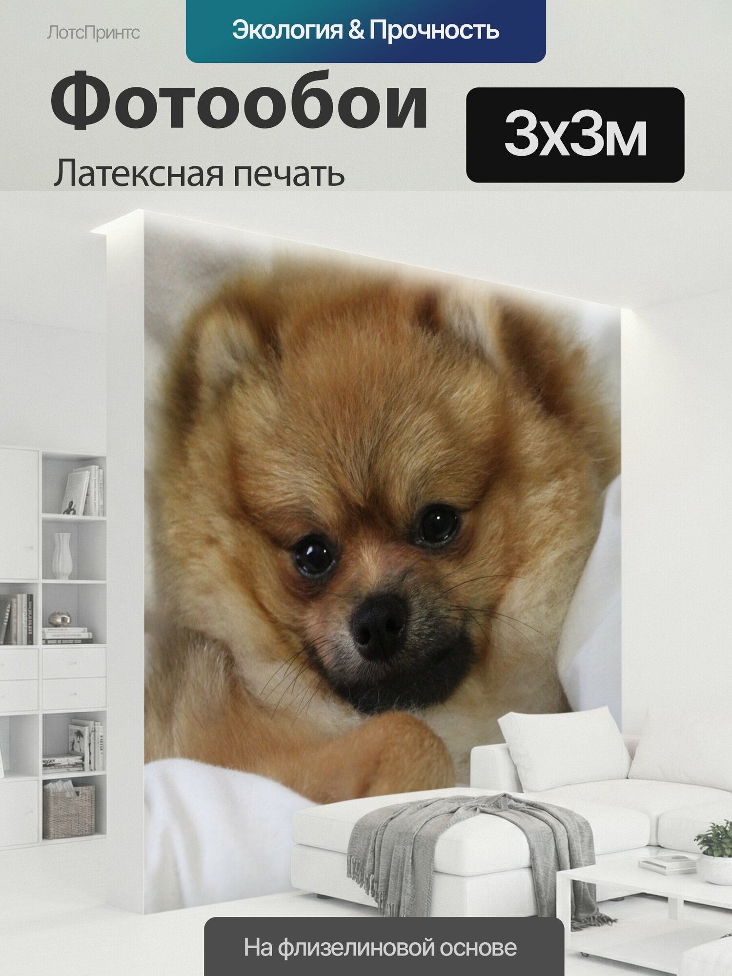 Фотообои моющиеся ударопрочные "Померанский шпиц, миниатюрный шпиц, тедди" 300x300 см. латексная печать