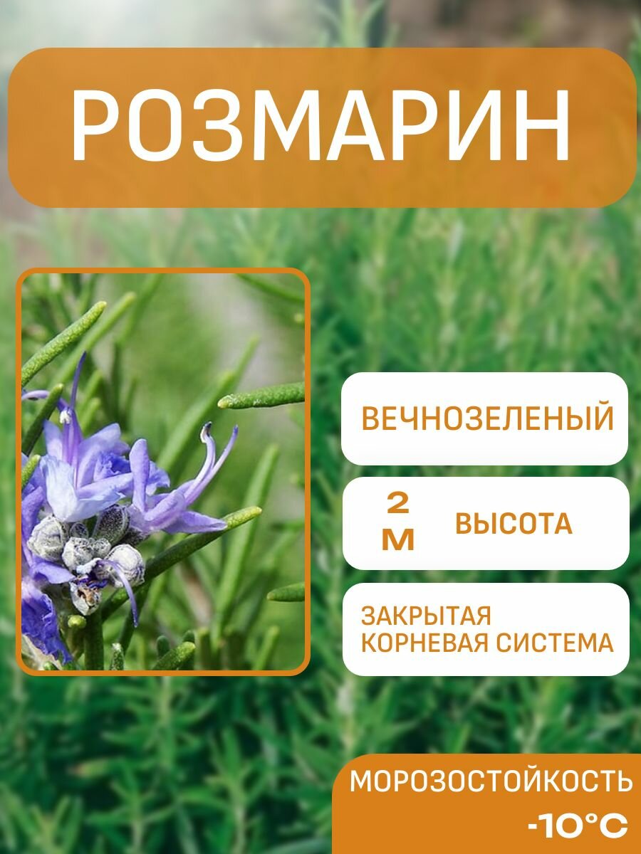 Растение Розмарин- ароматный, декоративный , (1 шт), вечнозеленый