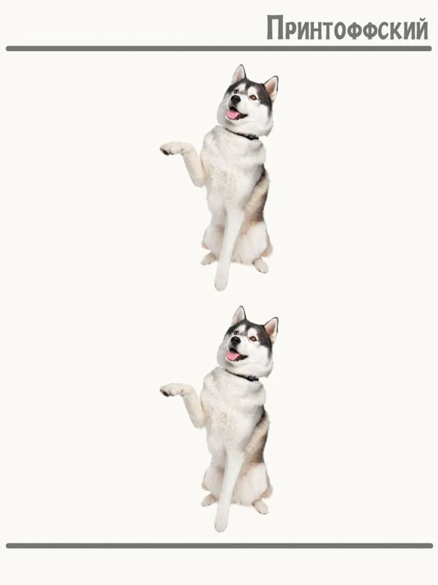 2-е (Две) Термонаклейки Собака Хаски Dog Дай Лапу