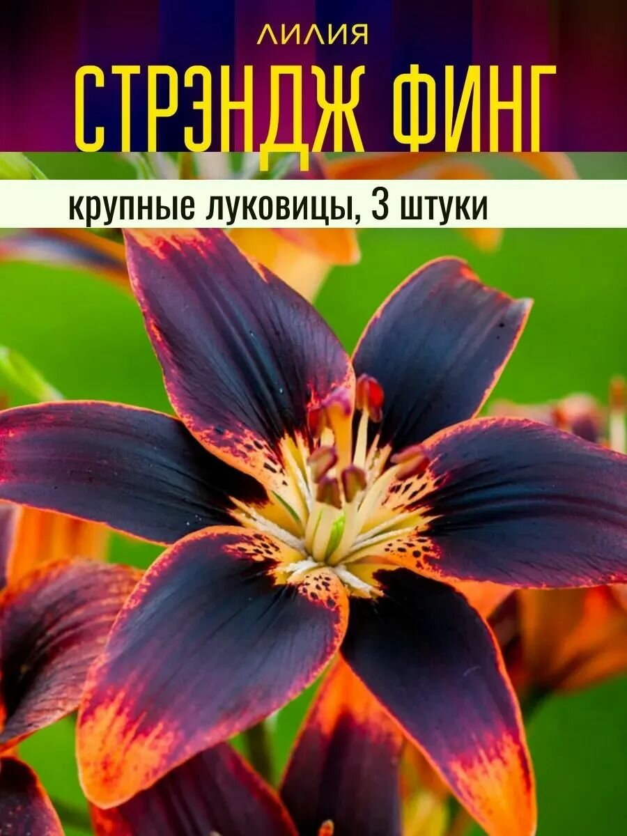 Лилия луковицы, многолетние цветы для посадки,3 штуки
