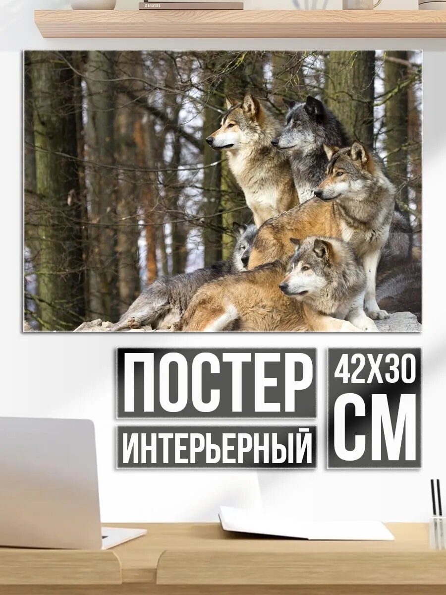 Плакат постер Стая волков в лесу