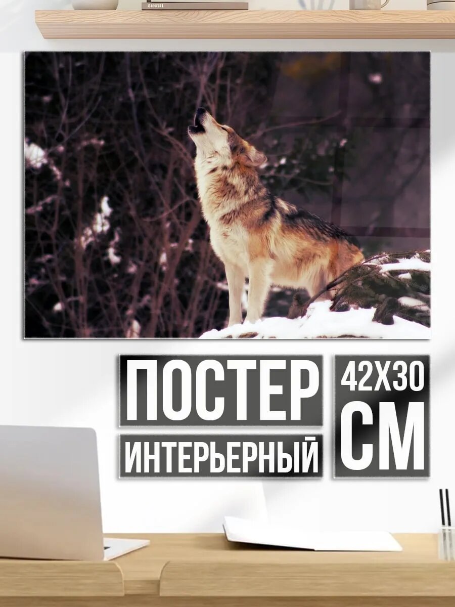 Плакат постер волк в лесу