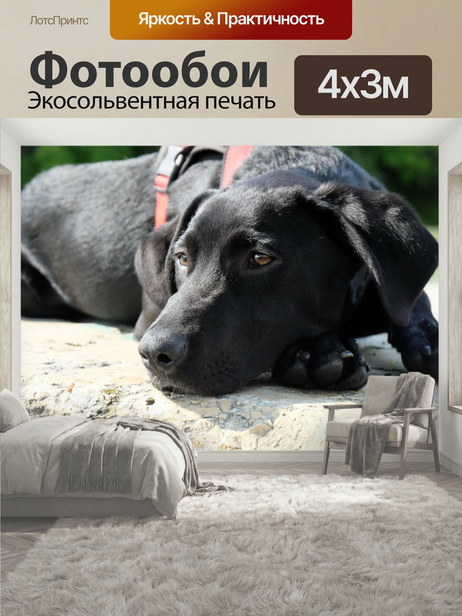 Фотообои "Собака, чернить, лабрадор" 400x300 см. экосольвентная печать
