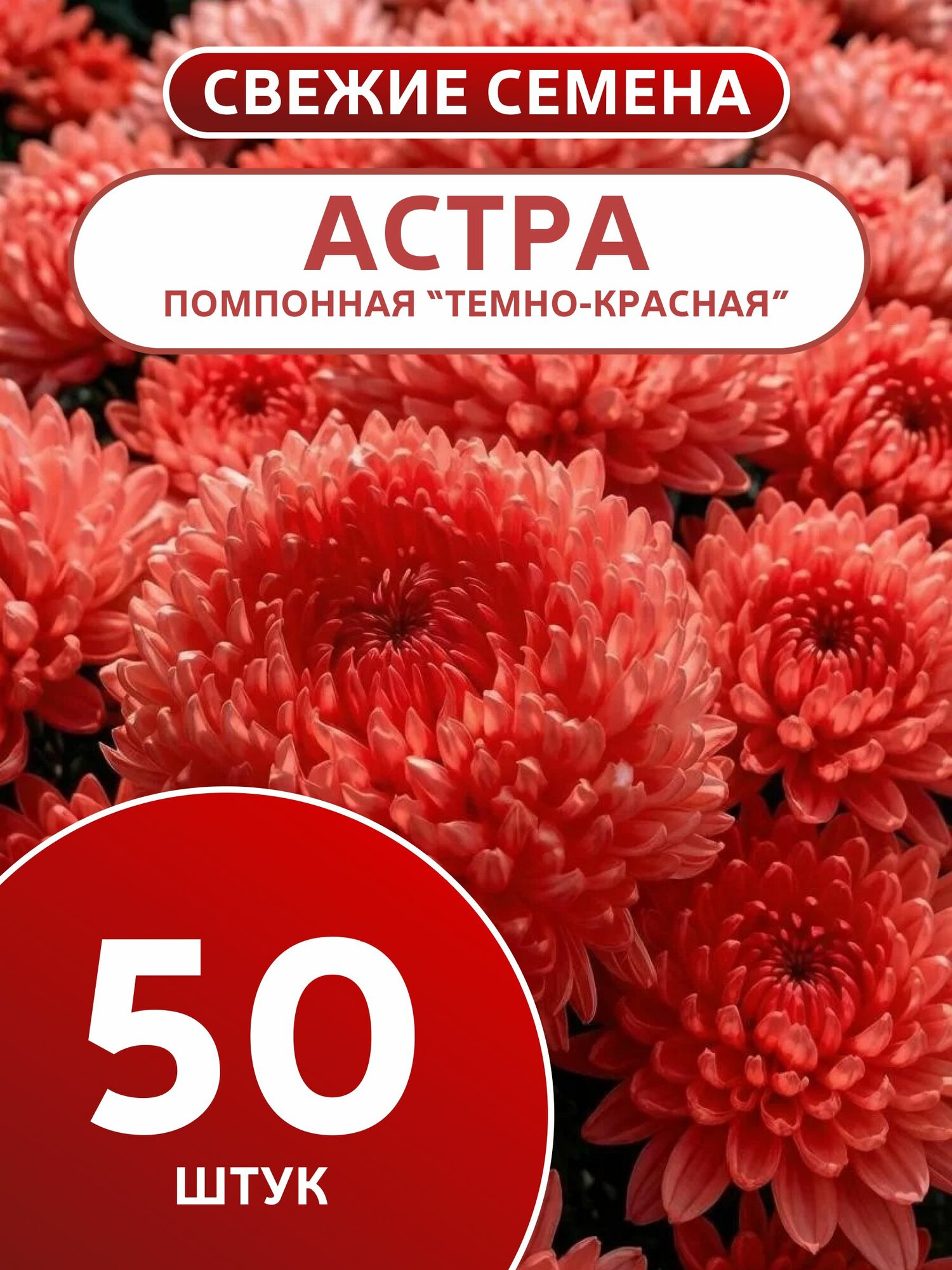 Астра помпонная семена для выращивания 50 шт