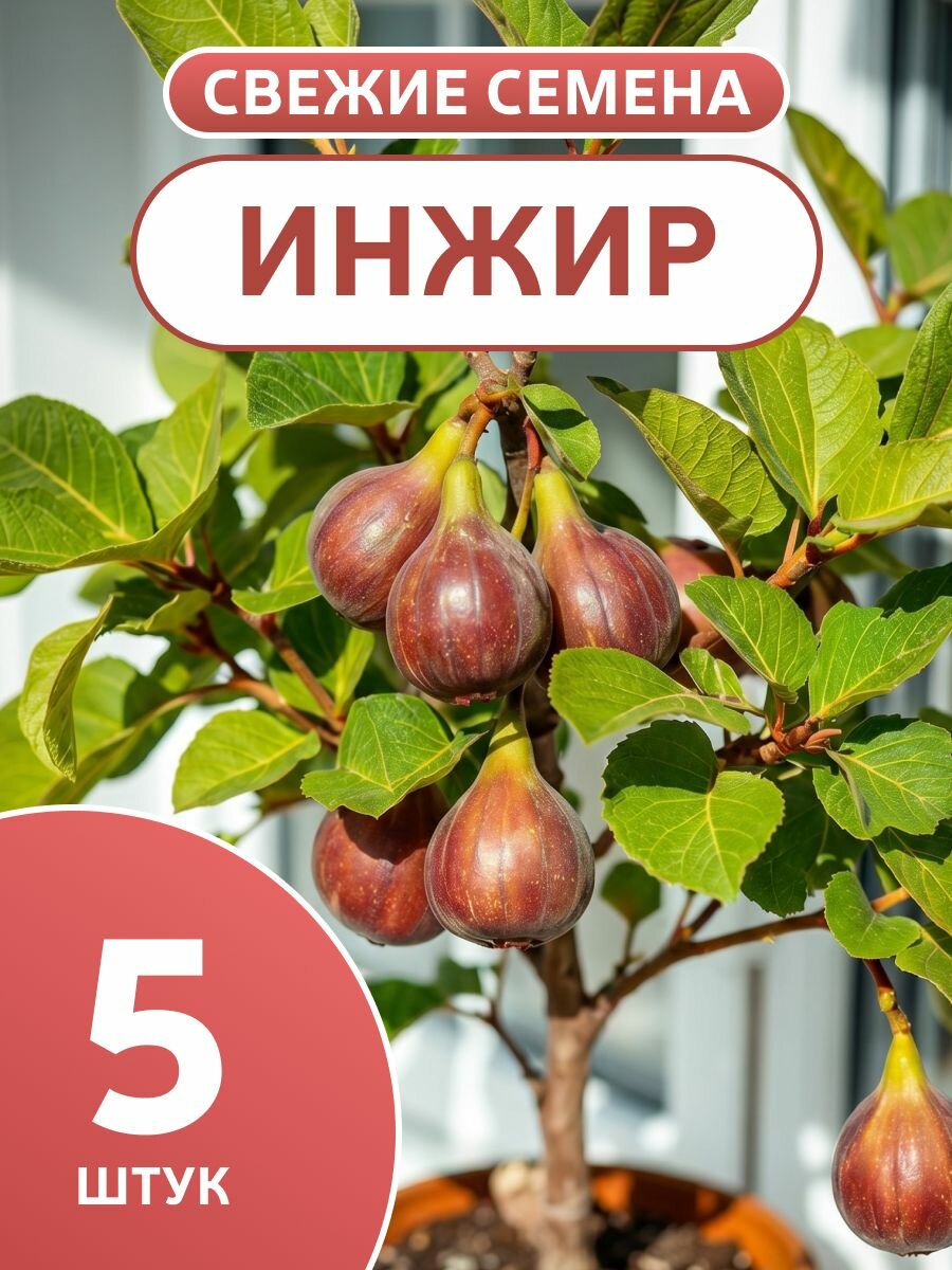 Семена Инжира для выращивания, 5 шт