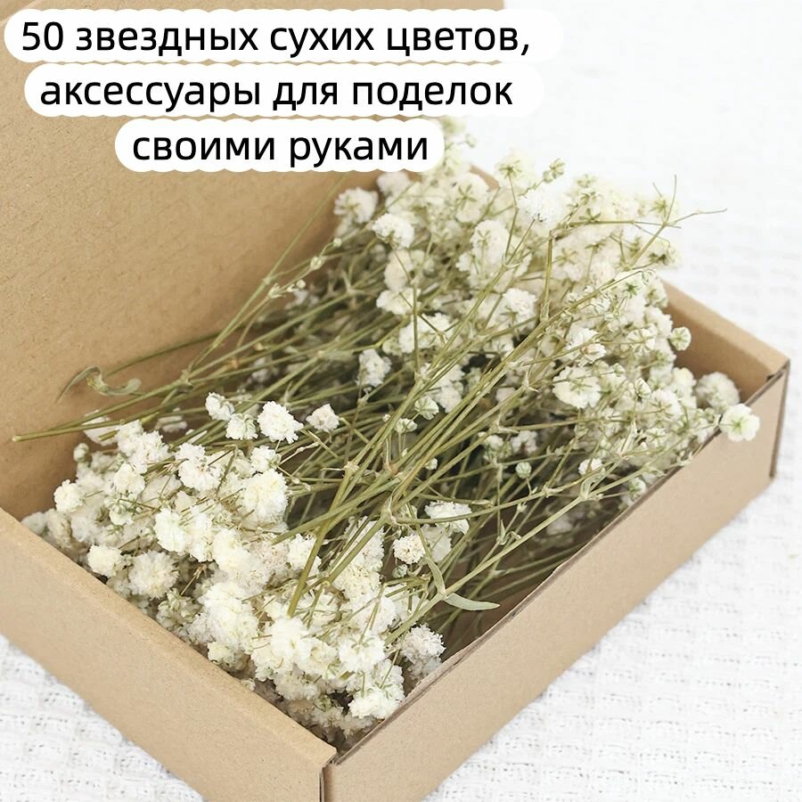 Сухоцветы, 50 шт — фото 1