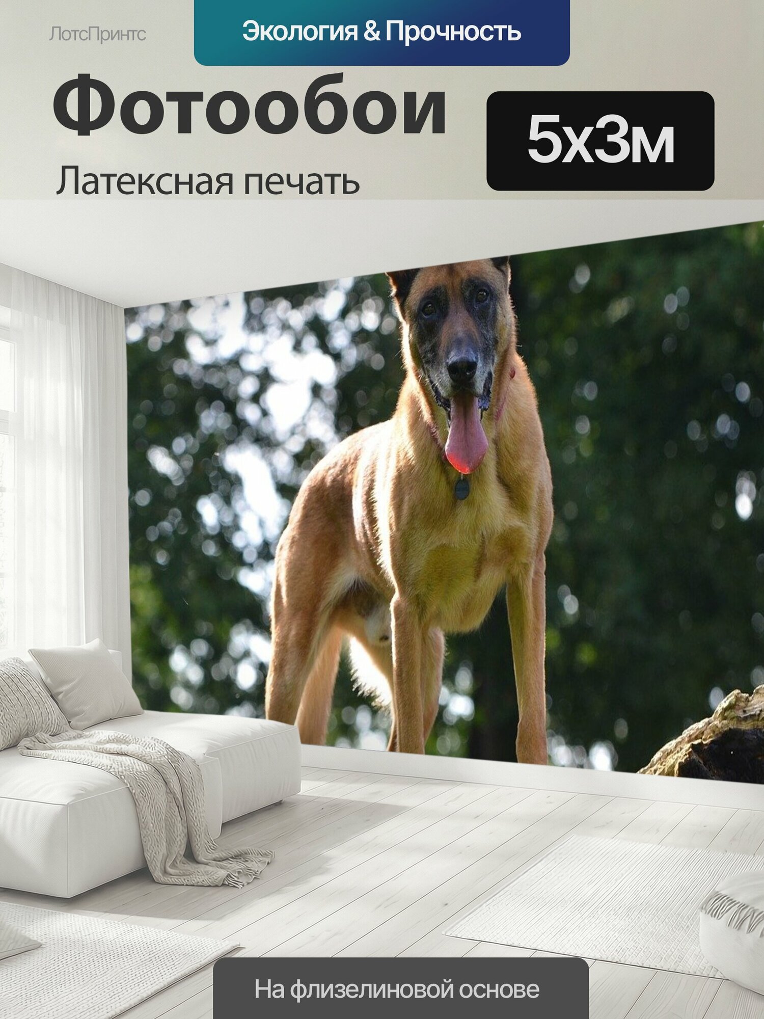 Фотообои моющиеся ударопрочные "Малинуа, бельгийская овчарка, летом" 500x300 см. латексная печать