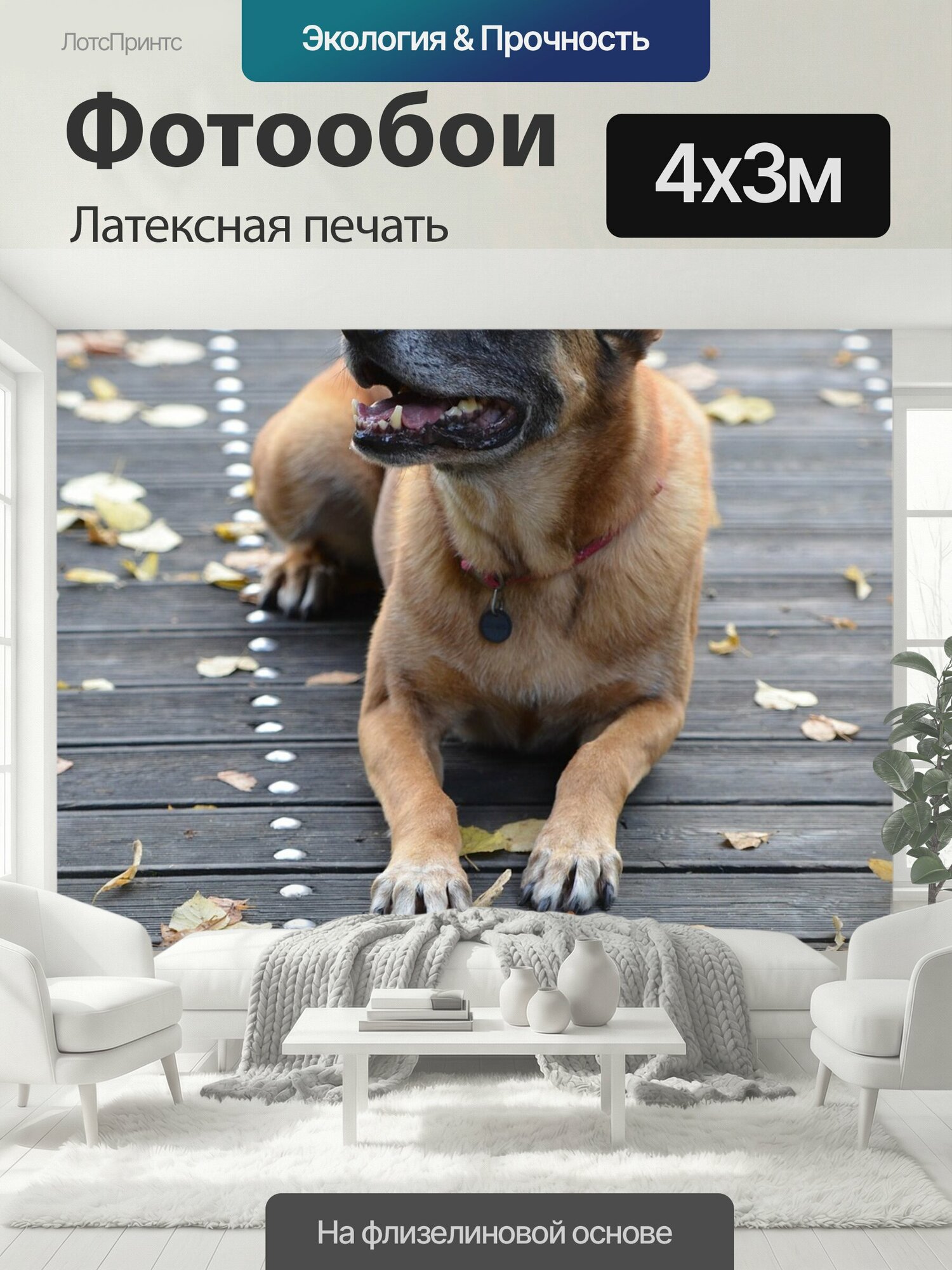 Фотообои моющиеся ударопрочные "Малинуа, собака с мячом, милый" 400x300 см. латексная печать