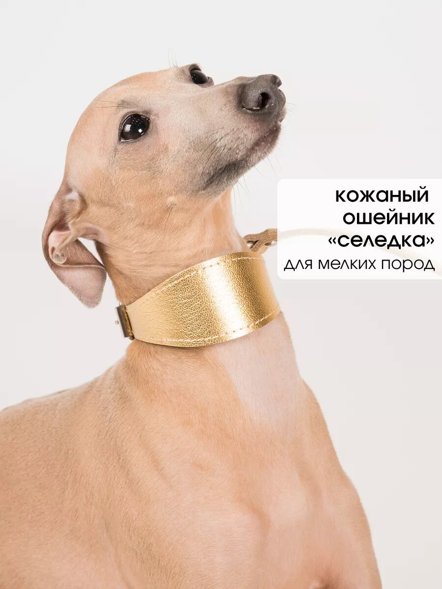Кожаный ошейник для собак золотой селедка