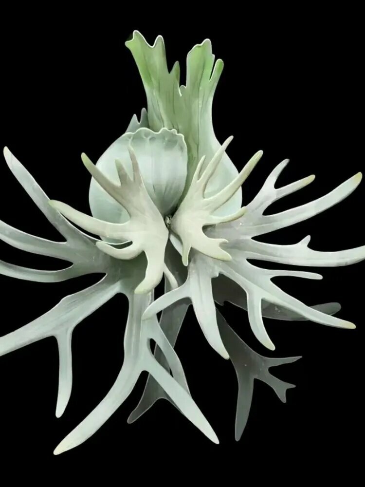 Магия Растений: Редкие тропические растения, креативные магниты на холодильник, декор для дома, серия растительных магнитов