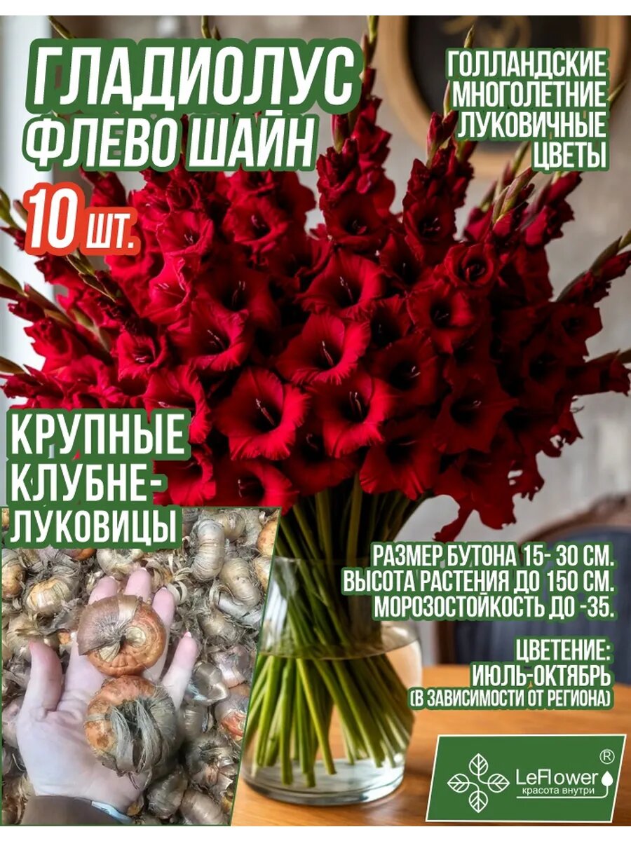 Гладиолус Луковица, Флево Шайн, крупные, 10шт