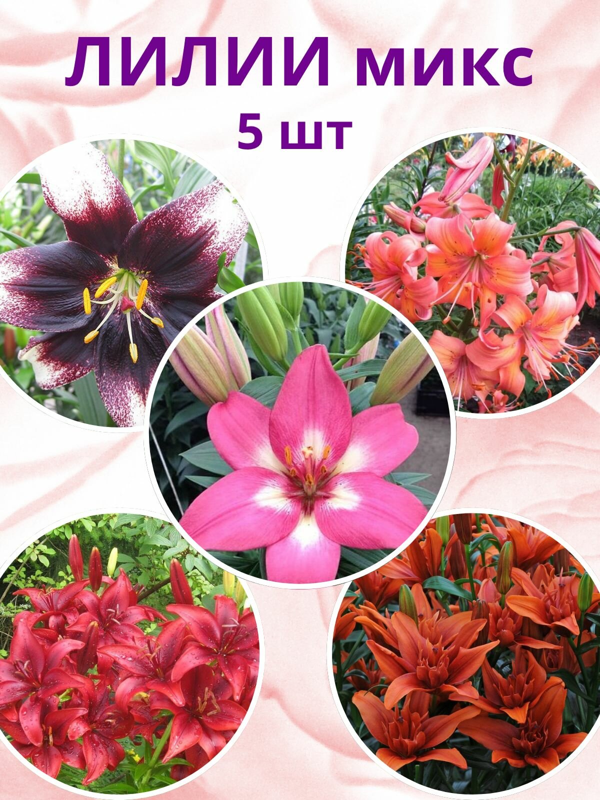 Лилия луковицы, многолетние цветы для посадки, микс 5 штук