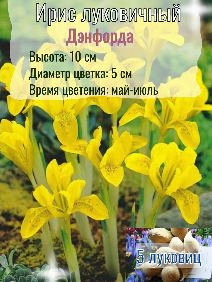 Ирис луковичный, многолетний 5 штук