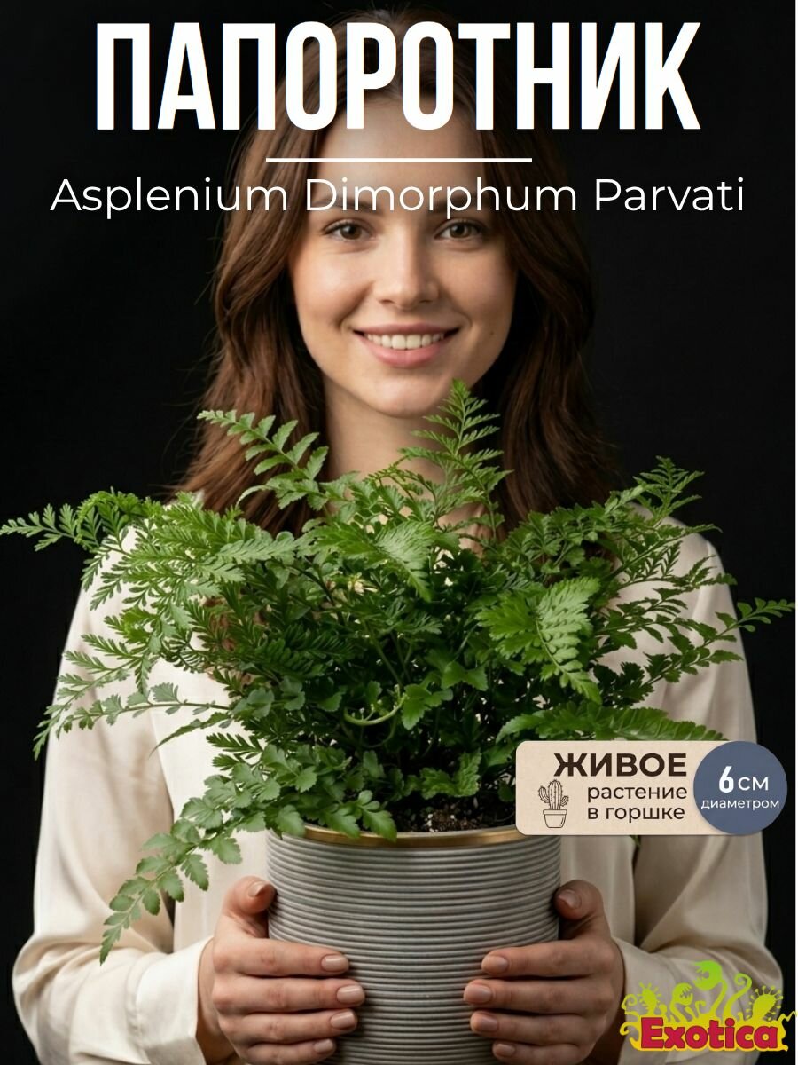 Папоротник Асплениум Парвати (Asplenium Dimorphum Parvati) D6см, живое растение