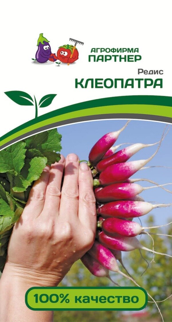 Семена редиса партнер среднеспелый сорт, Клеопатра, фиолетовые корнеплоды, 2 г