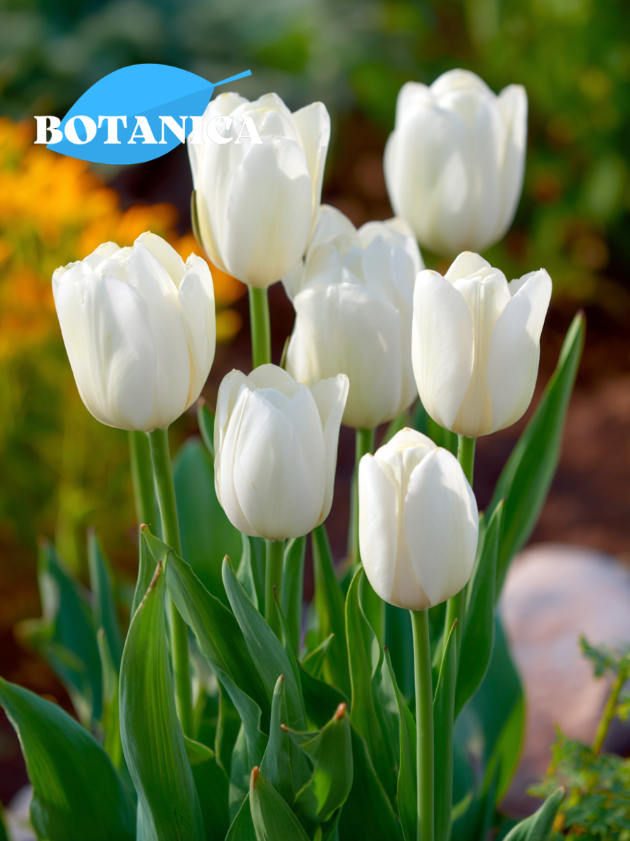 Луковицы цветов, botanica garden, Тюльпан Вайт Флаг 2 штуки (белый)