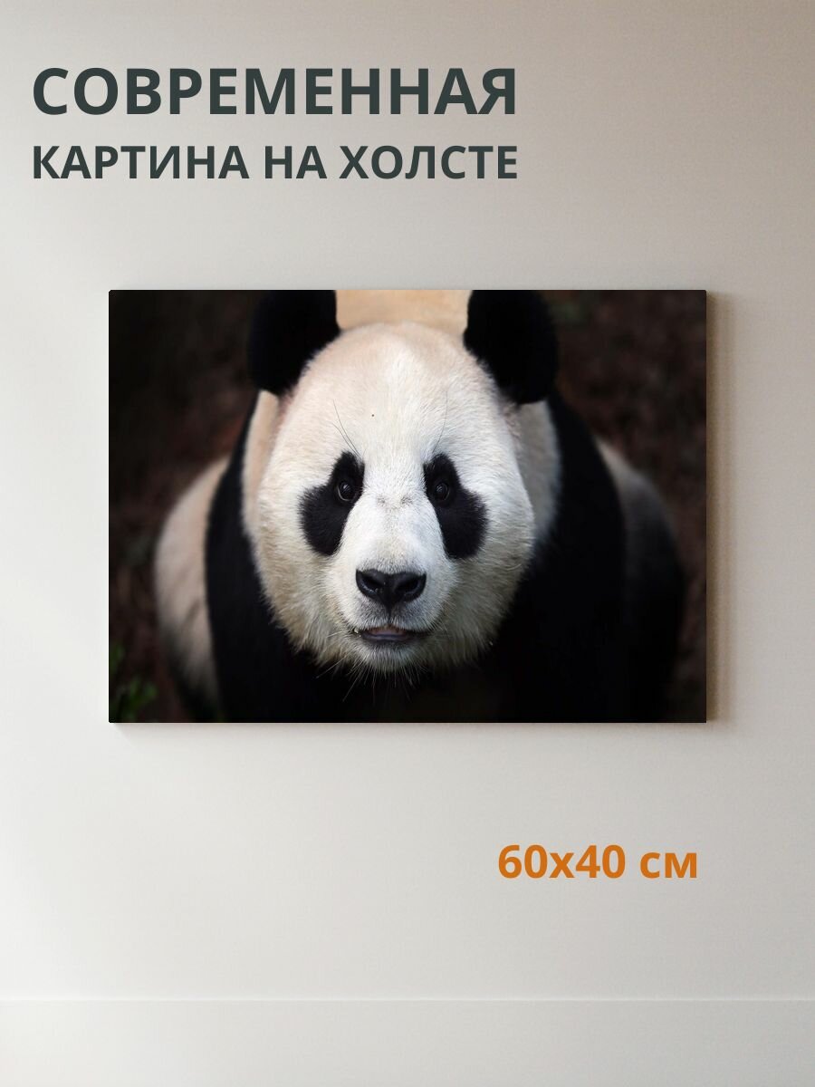 Картина на холсте Панда 60x40 см