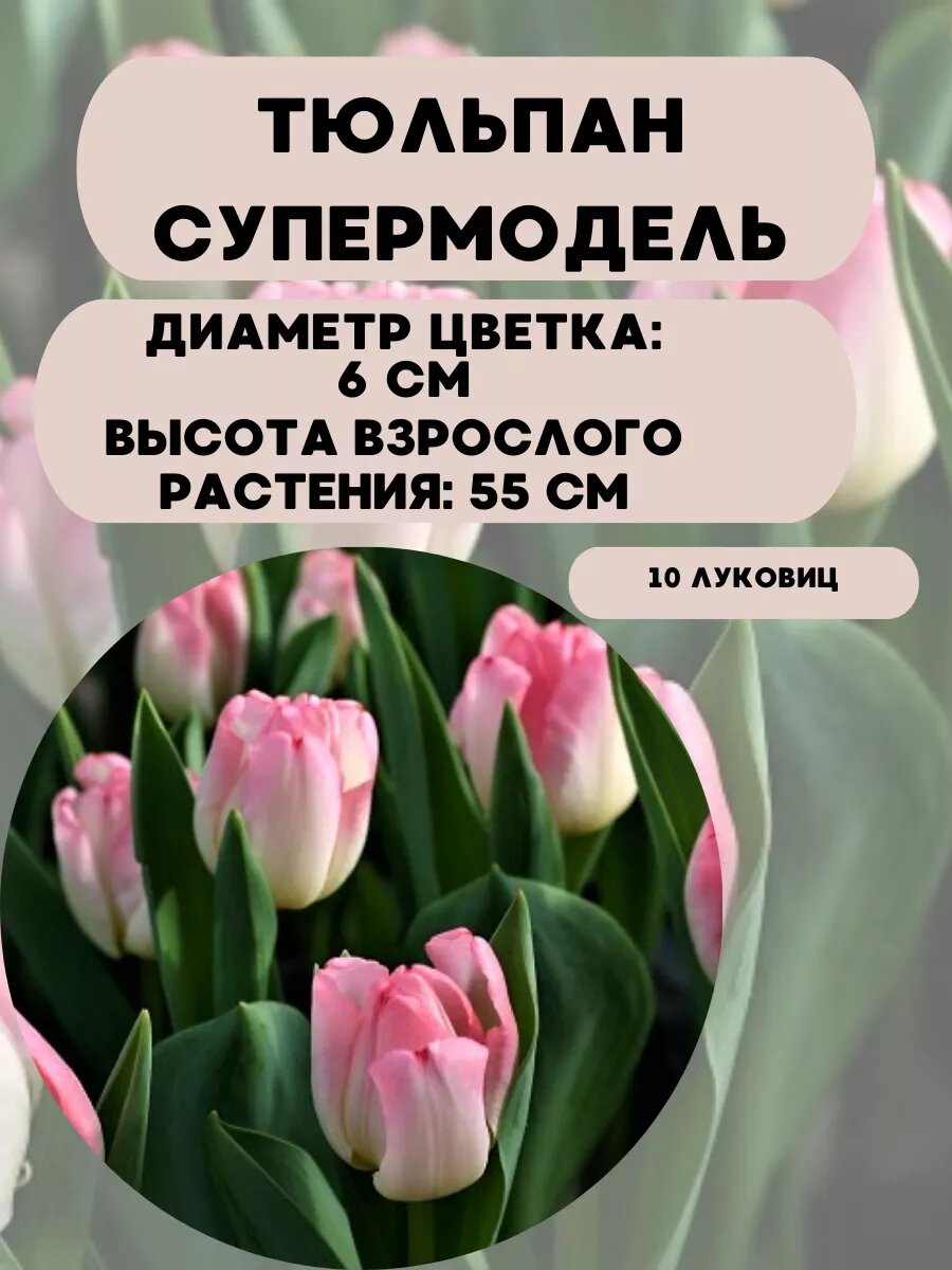 Луковицы тюльпана попугайный триумф