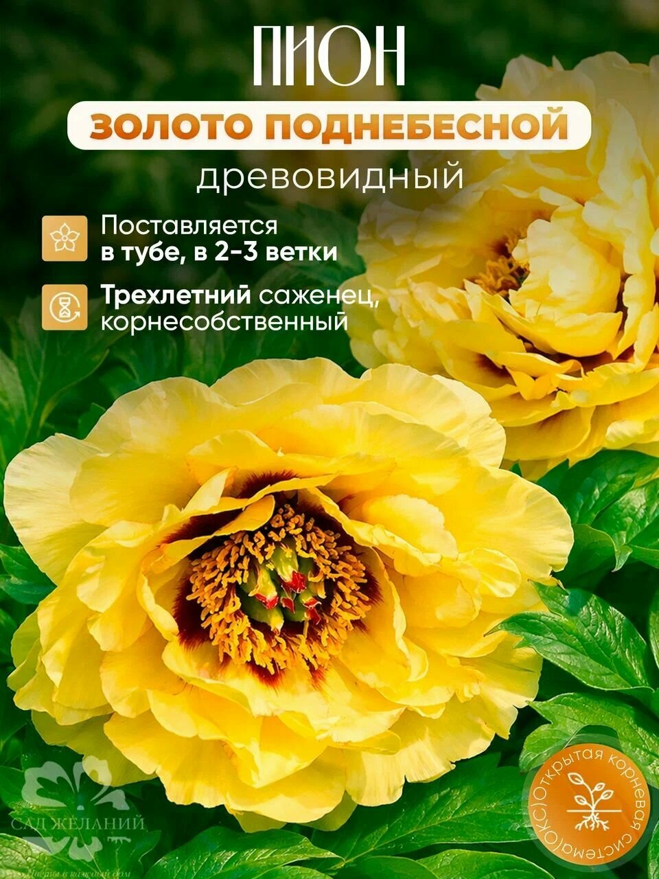 Пион древовидный Золото Поднебесной корнесобственный 2 ветки в тубе