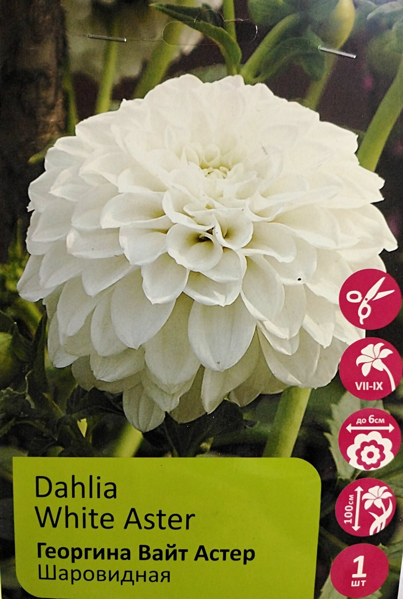 Георгина "Вайт Астер"