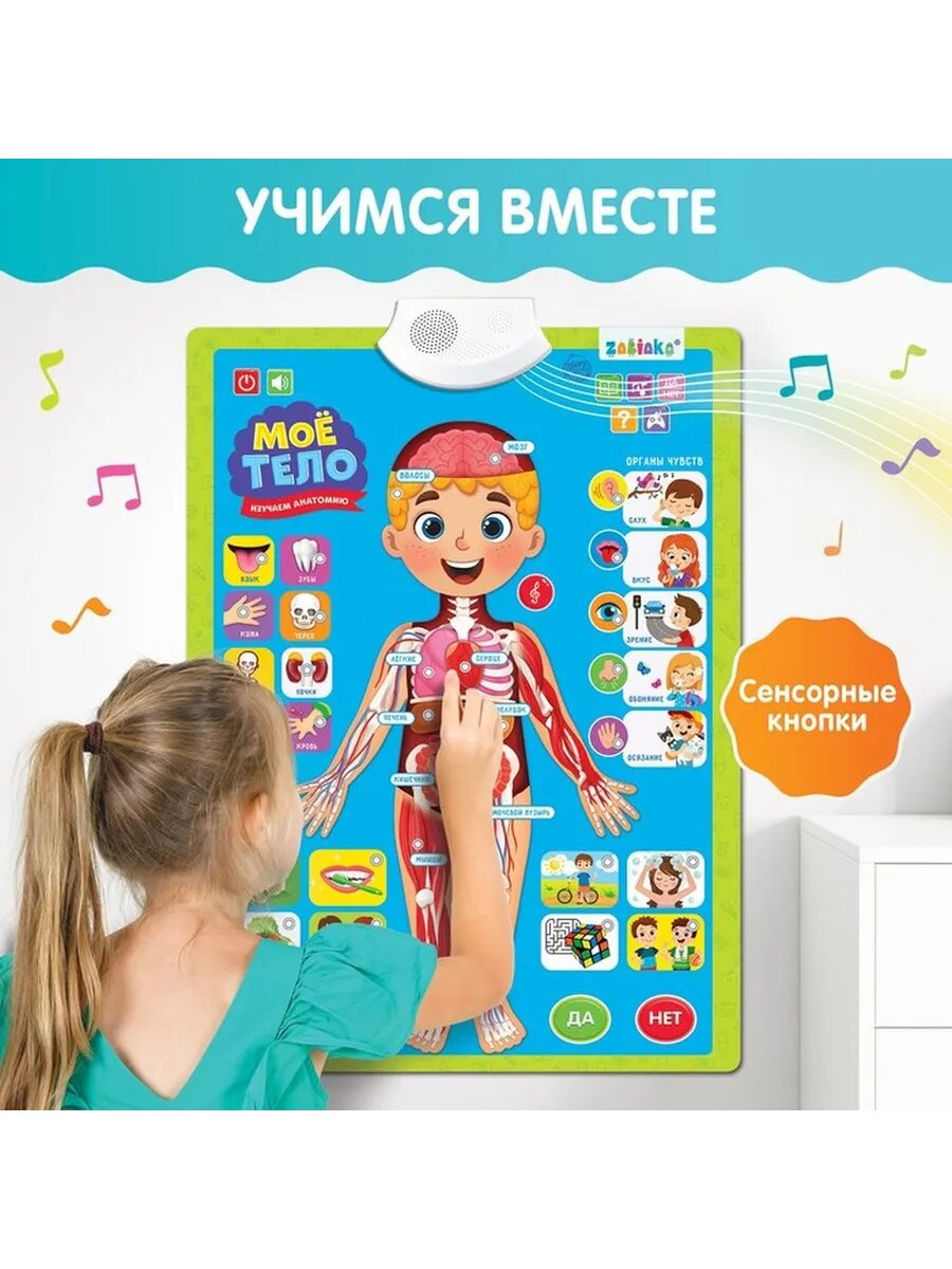 Обучающий плакат о теле человека