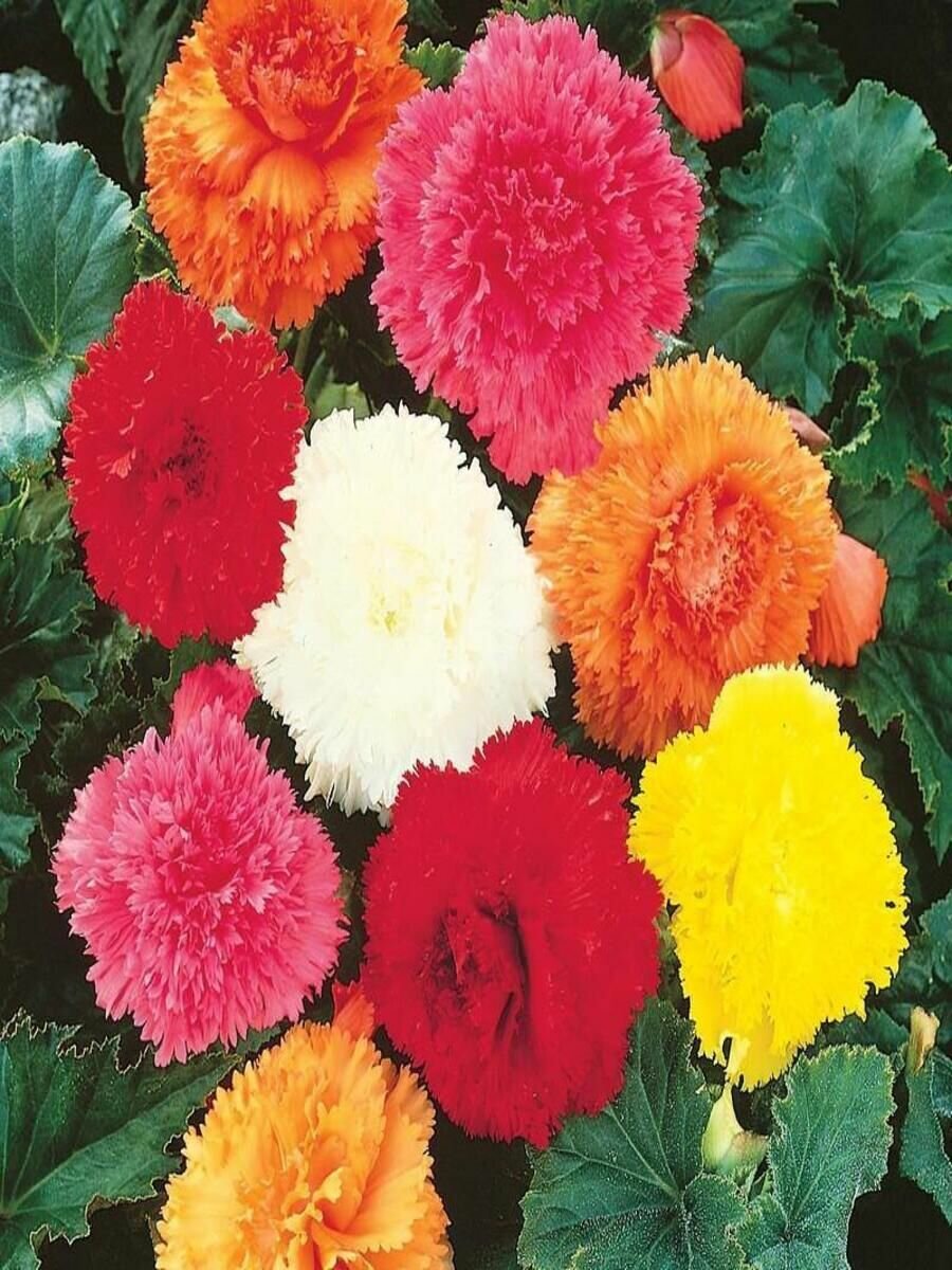 Бегония Holland Bulb Market Фимбриата Микс, многолетняя, 3шт