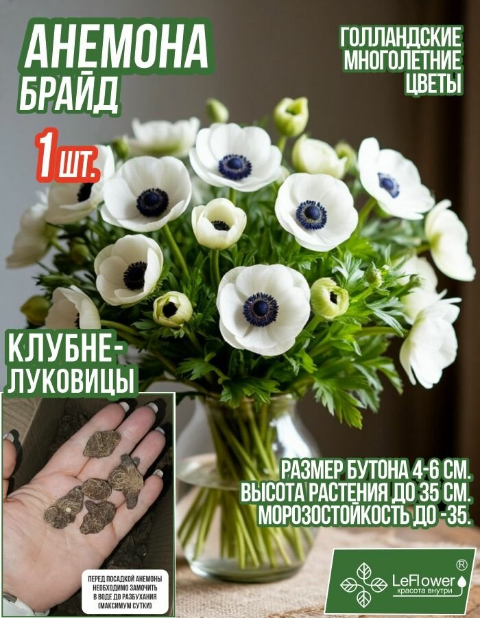 Анемона луковицы, Брайд 1 шт