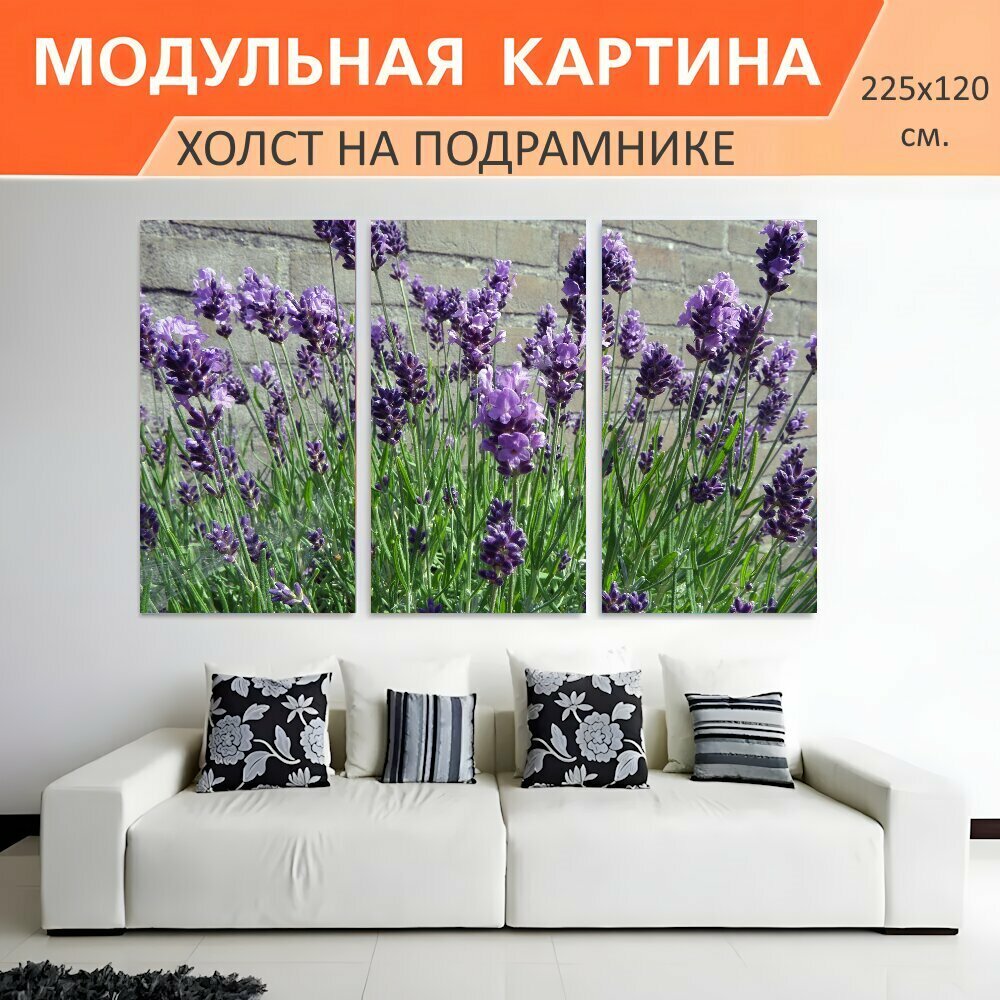 Модульная картина на холсте "Лаванда, стена, фиолетовый" триптих на подрамнике 225х120 см. для интерьера