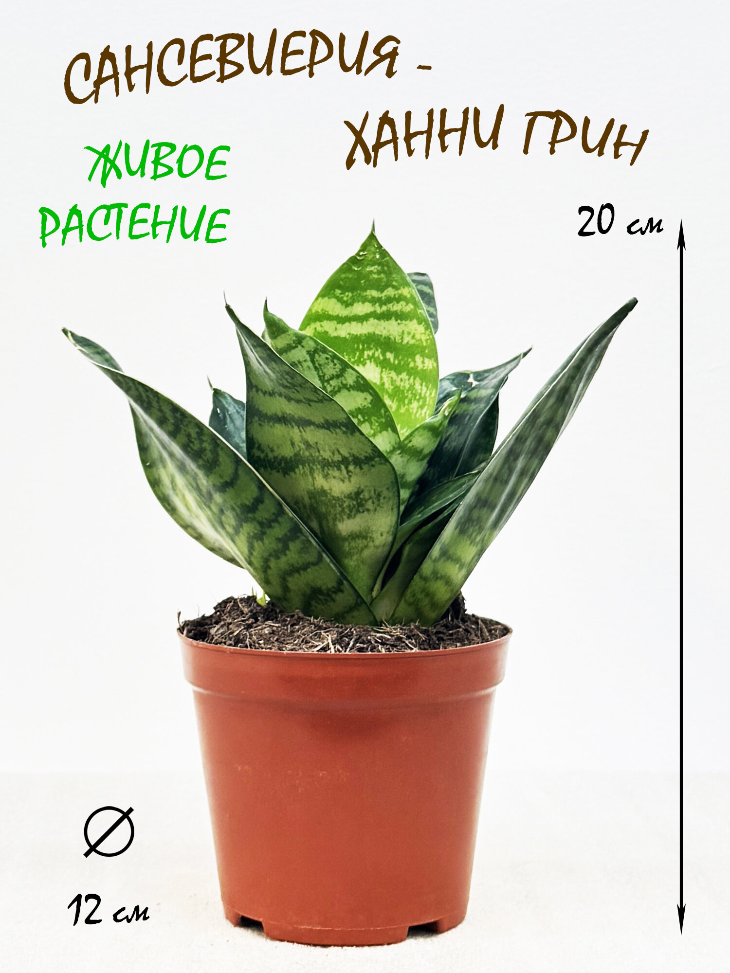 Сансевиерия PRO Фикус Ханни Грин 20 см, премиум, многолетнее