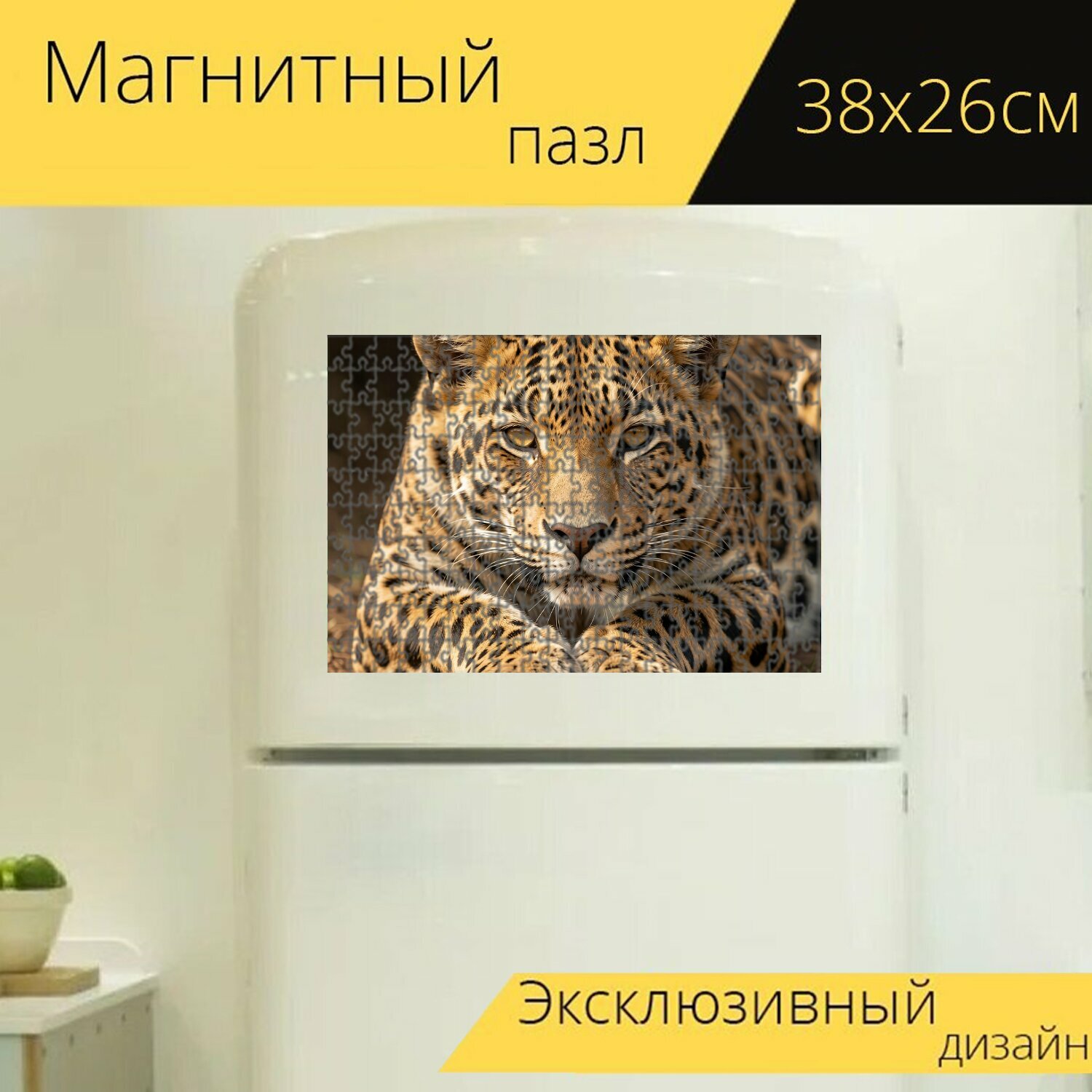 Магнитный пазл "Леопард крупным планом. Пятнистый хищник лежит на земле, смотрит прямо в кадр. Реалистичный анималистичный стиль, золотисто-песочная шерсть." для интерьера, 38х26 см.