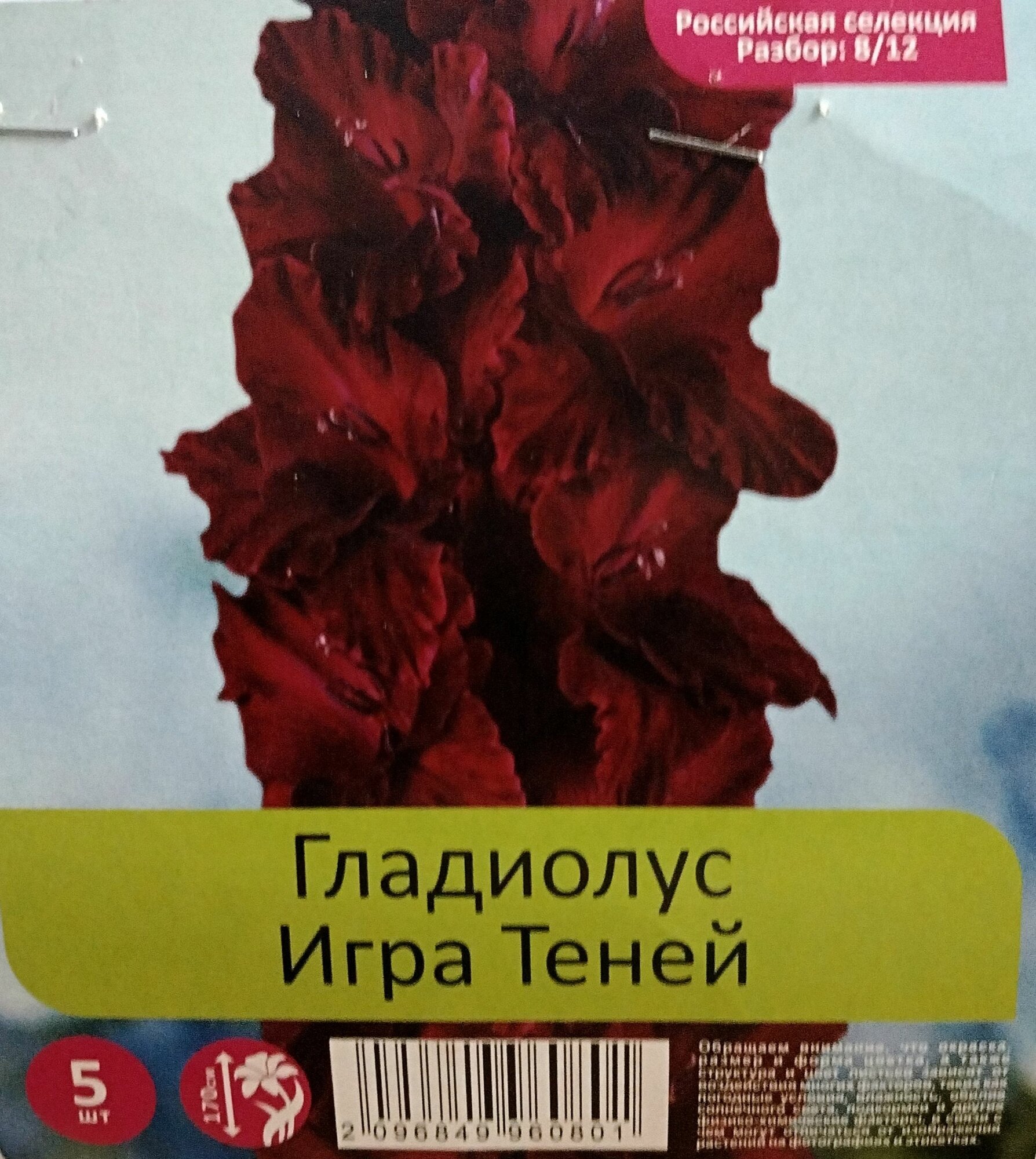 Гладиолус "Игра теней" 1 луковица