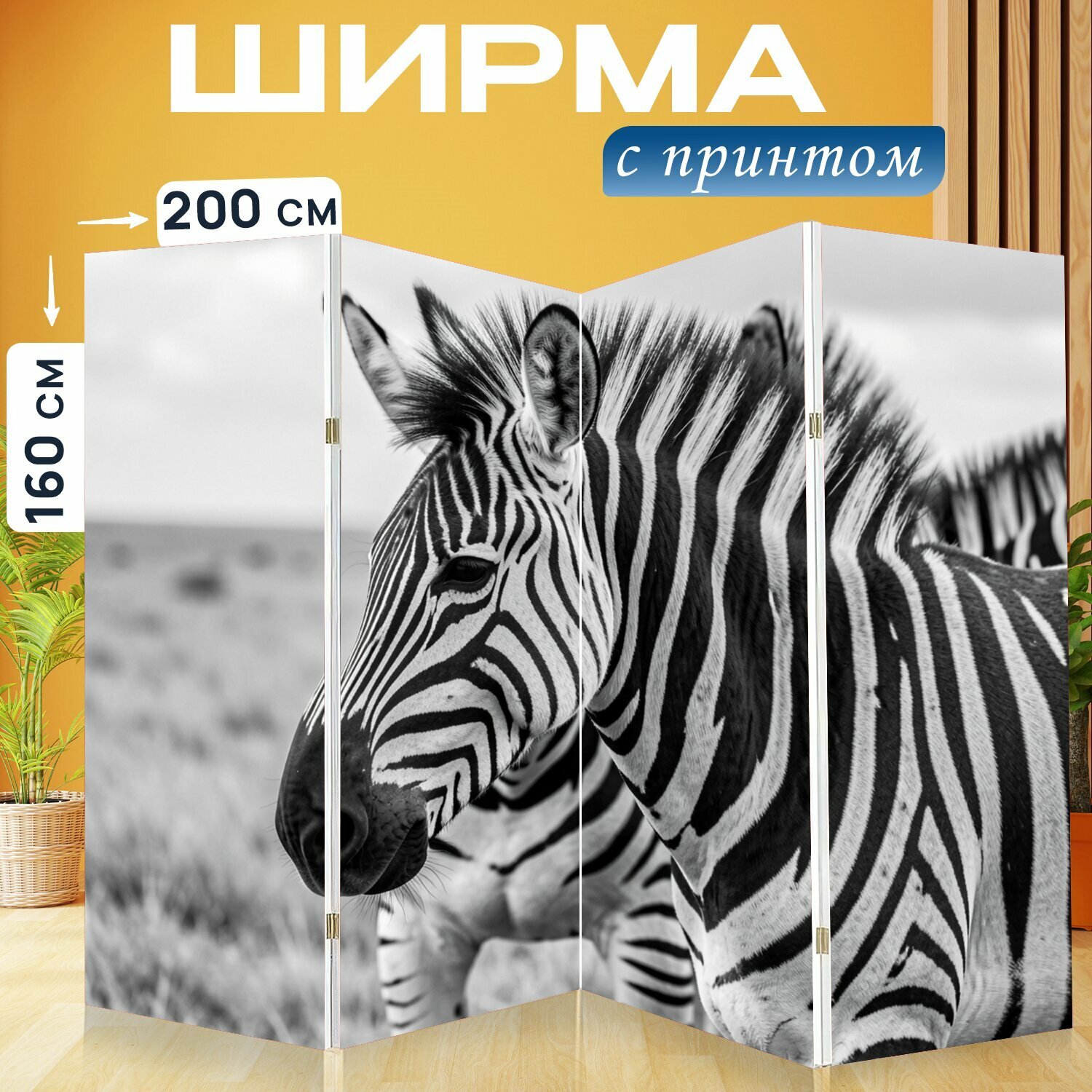 Ширма "Зебра на африканской саванне. Черно-белый крупный план полосатого африканского животного на фоне." перегородка для зонирования комнаты с принтом 200x160 см. на холсте