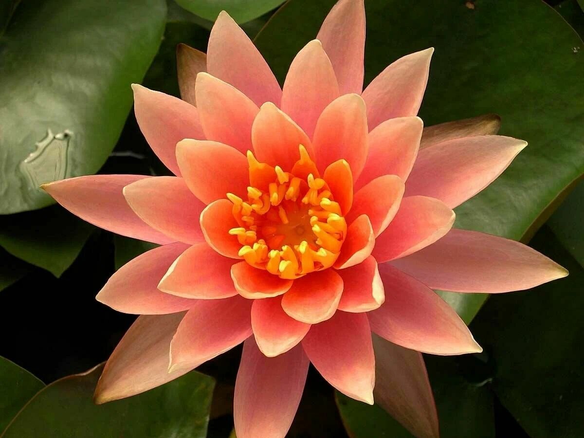 Кувшинка (Нимфея) Колорадо (Nymphaea Colorado) оранжево-розовая