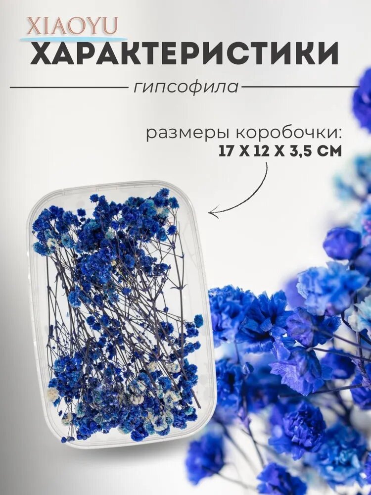 Сухоцветы Гипсофила, 1 шт — фото 1