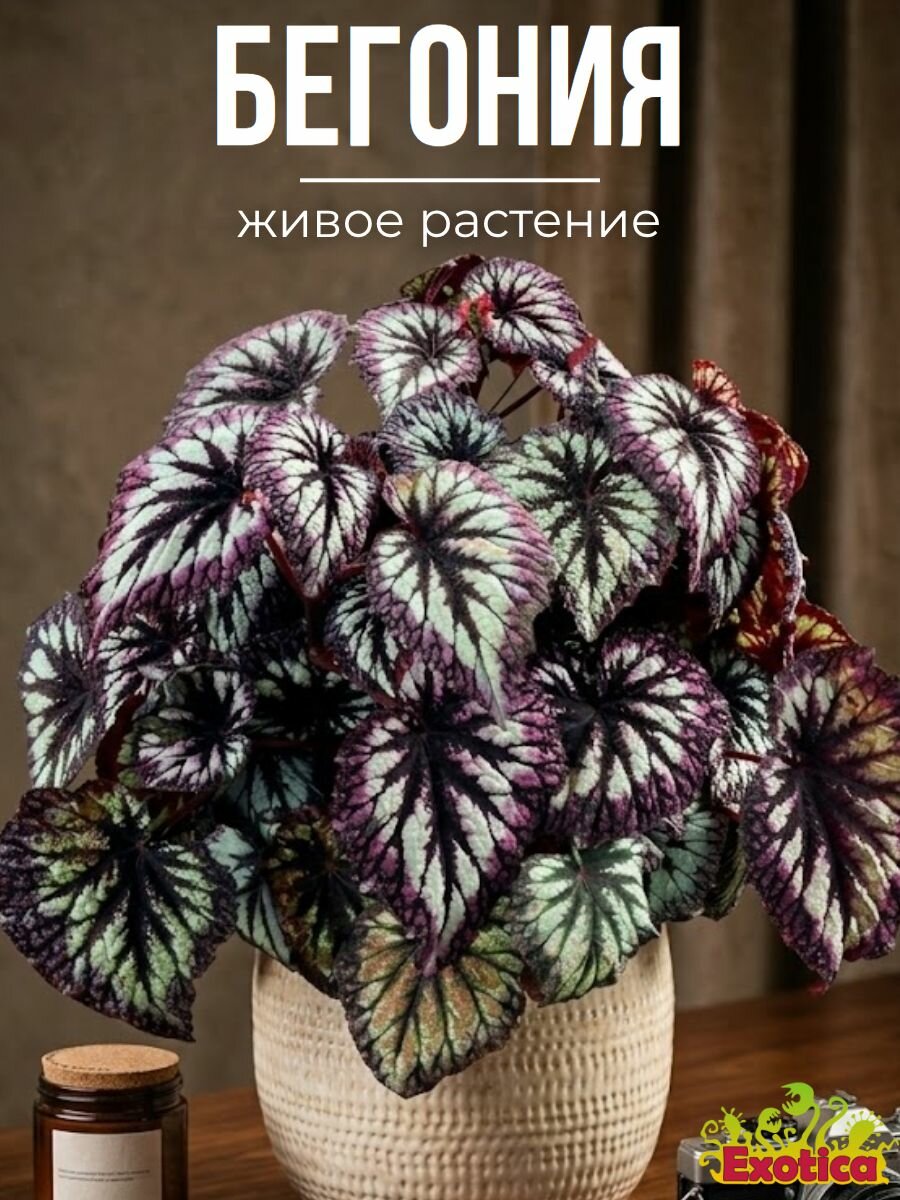 Бегония Рекс Файерворкс (Begonia Rex Fireworks) D12см, комнатный цветок