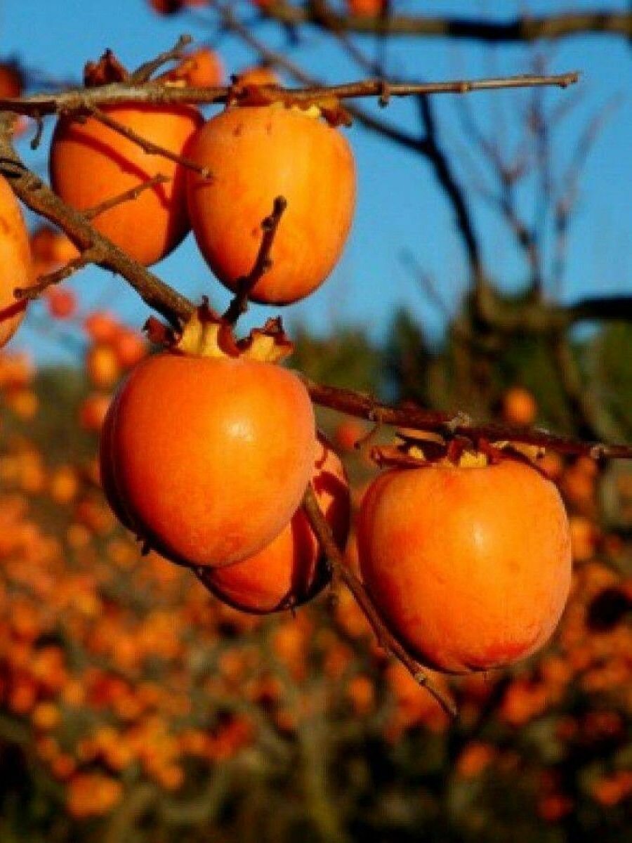Семена Хурма Виргинская, 3 штук